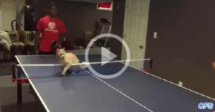 cat ping pong